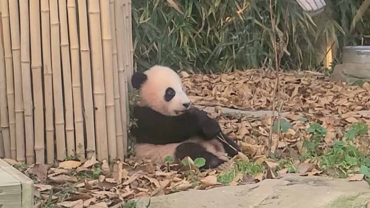 판다월드 방사장에 나타난 아기판다, 드디어 공개?! | 에버랜드 판다월드 푸바오 (Baby Panda 'FuBao') - YouTube