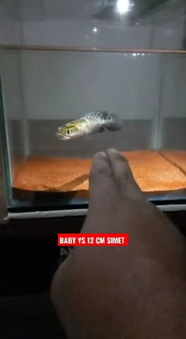 baby maru ys 11 cm simet...bar tebel bahan gacukk... - YouTube