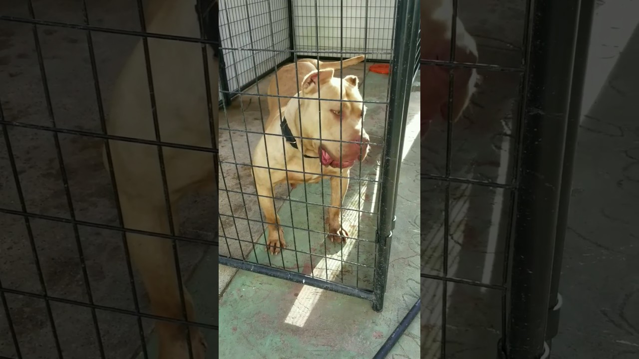 American bully HOUSE OF BLUE PITBULLS LONG BEACH "CHEVY TONKA" - YouTube