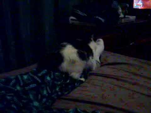 cat humping leg - YouTube
