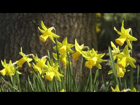 Binaral Sleep Meditation