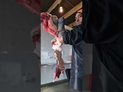 Mozzie meats homekill.. 