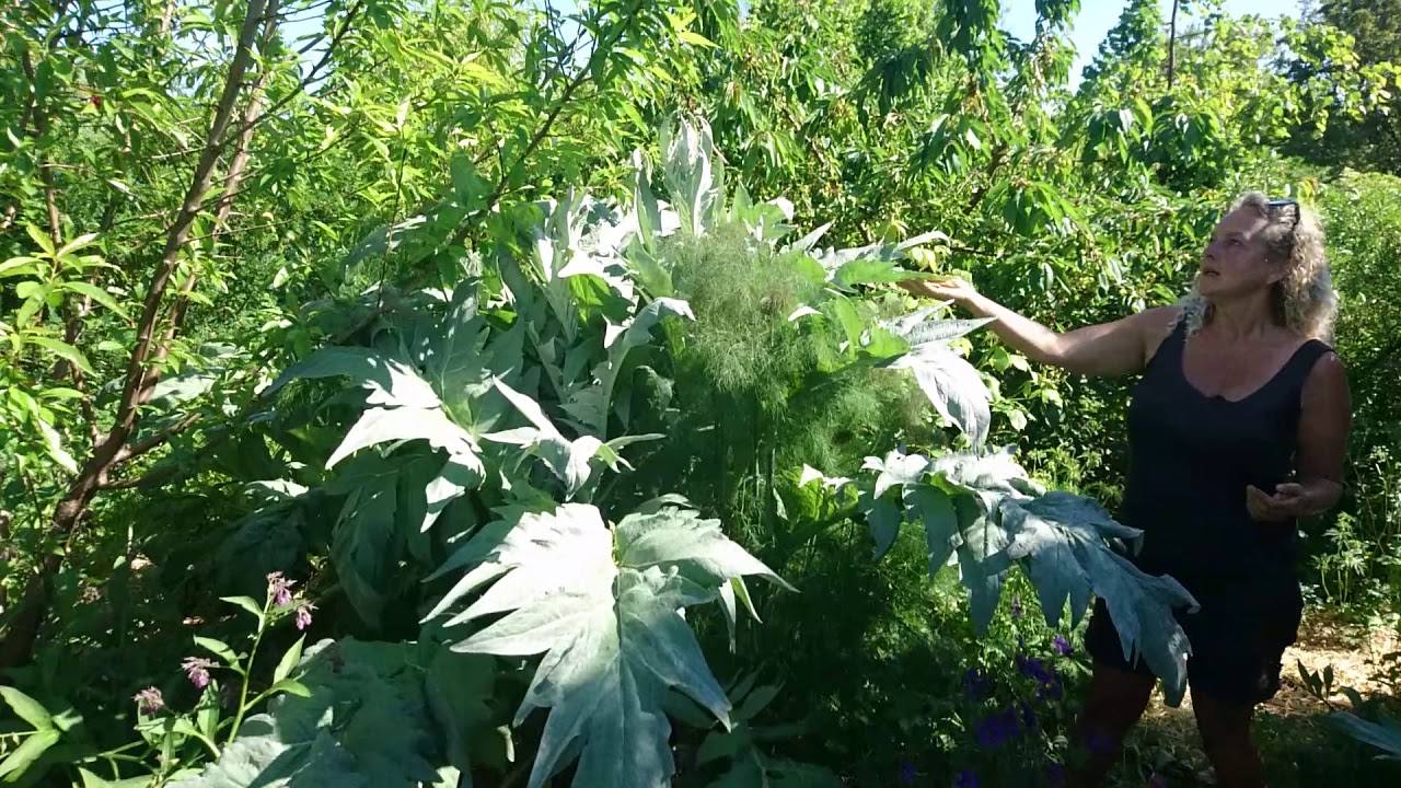 Succession - When Light Becomes a Scarcity - Permaculture Nordic Food ...