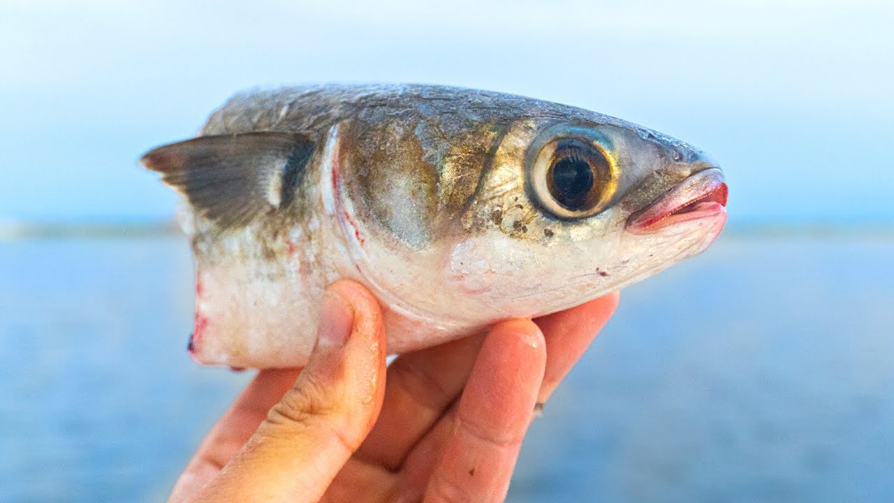 Fishing with Chunks of Mullet for Big Fish (Broke My Rod) - YouTube