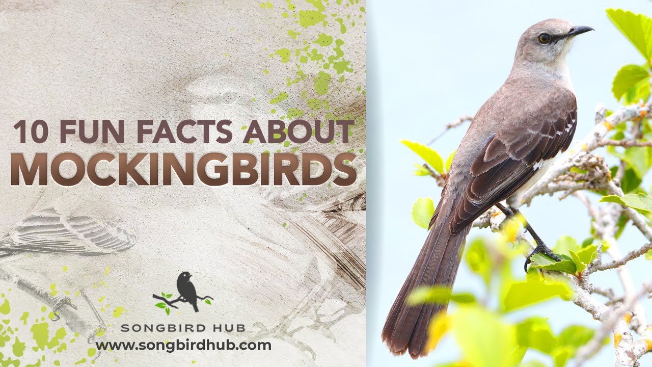 10 Fun Facts About Mockingbirds - YouTube