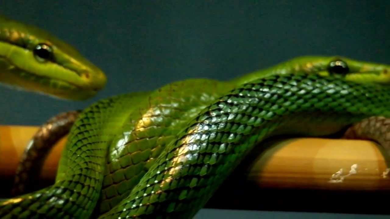 Toronto Zoo - Snakes - YouTube