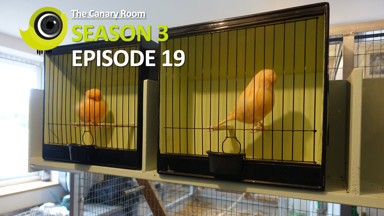 The Canary Room - Season 3 Episode 19 - A trip to the Bird room of ...