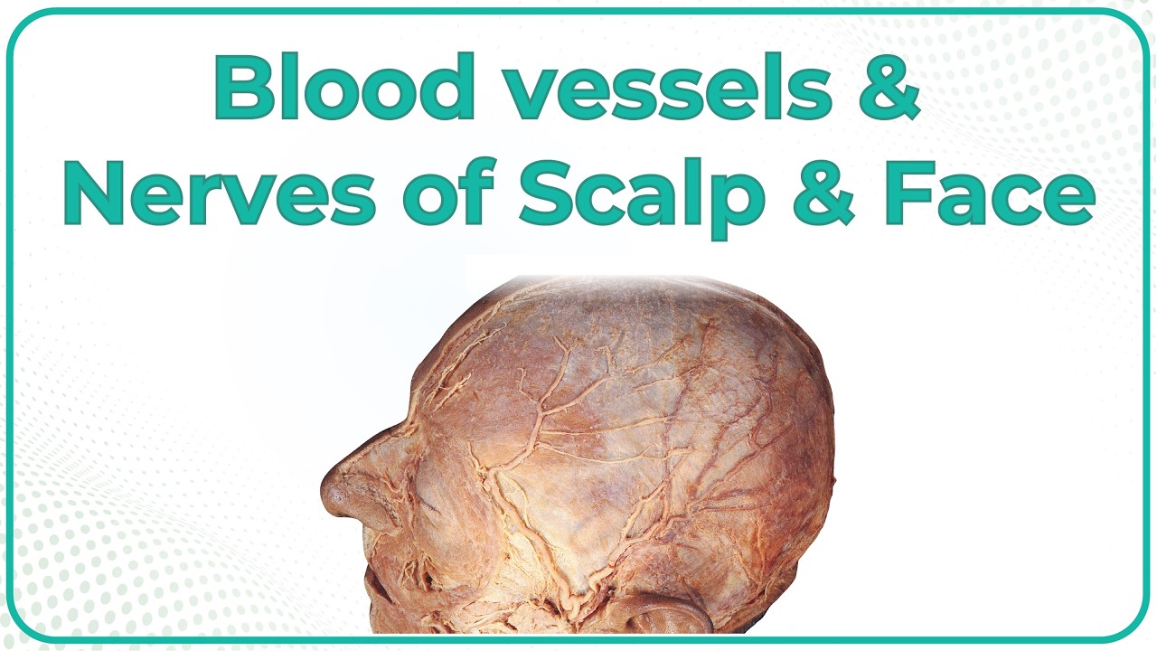 Blood Vessels & Nerves of the Scalp and Face (Cadaveric Anatomy ...