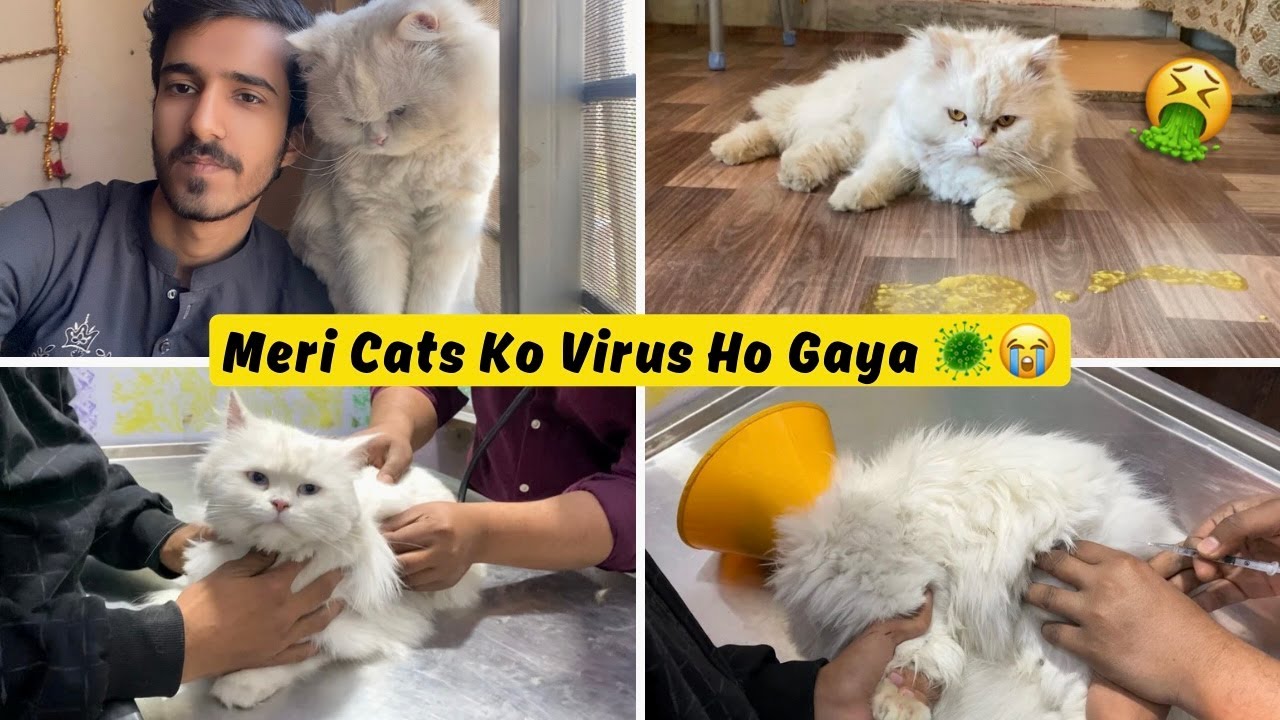Meri Cats Ko Virus 🦠 Ho Gaya 😥| Cat vomiting reason & treatment - YouTube