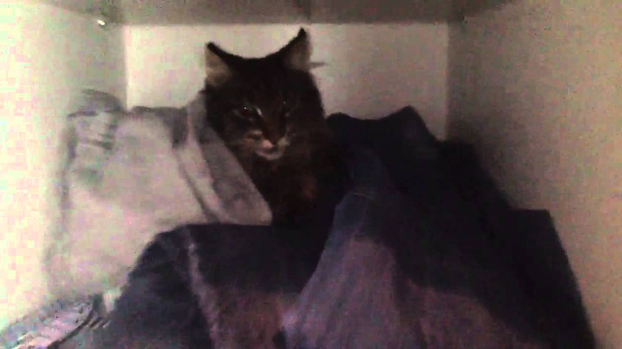 Min kat gemmer sig inde i skabet - YouTube