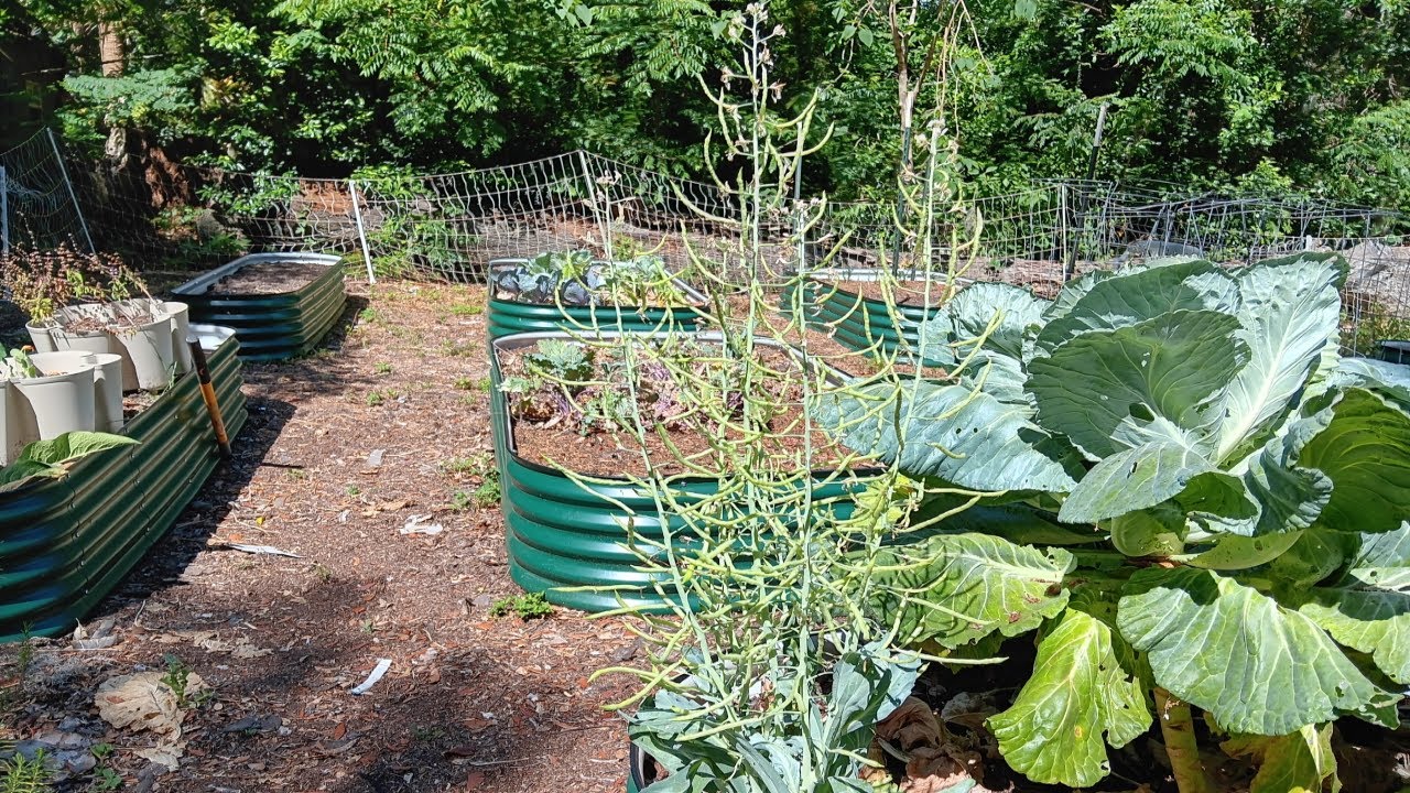 Sad Summer Garden In Central Florida - YouTube