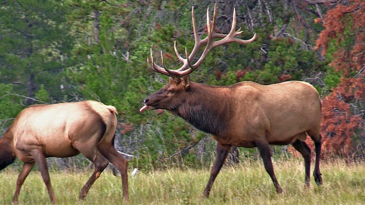 Very Active Elk Bull with His Harem During the Elk Rut - YouTube