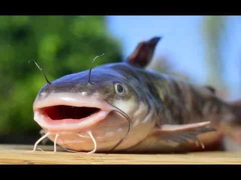 DAY 103 | LIVENYA MALEM AJA  PUBG MOBILE