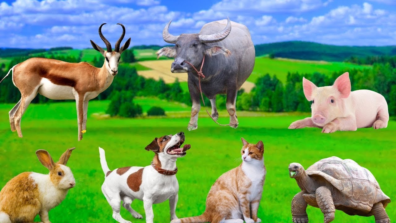 The Exciting Adventure of Animals - Dogs, Cats, Rabbits, Squirrels ...