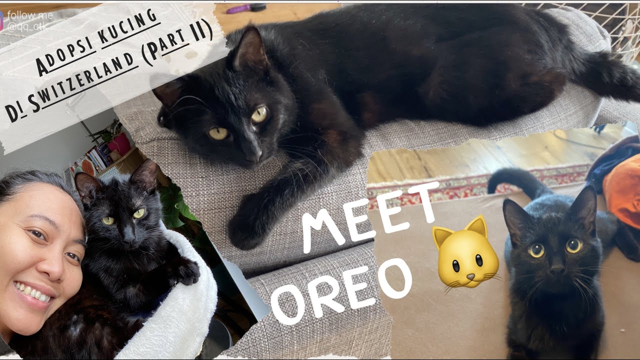 MEET OREO - ADOPSI KUCING DI SWITZERLAND (PART II) - YouTube
