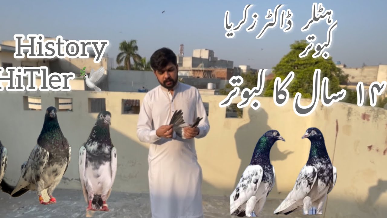 ۱۴ سال عمر کا ہٹلر کبوتر ڈاکٹر زکریا History of Hitler pigeon #trending ...