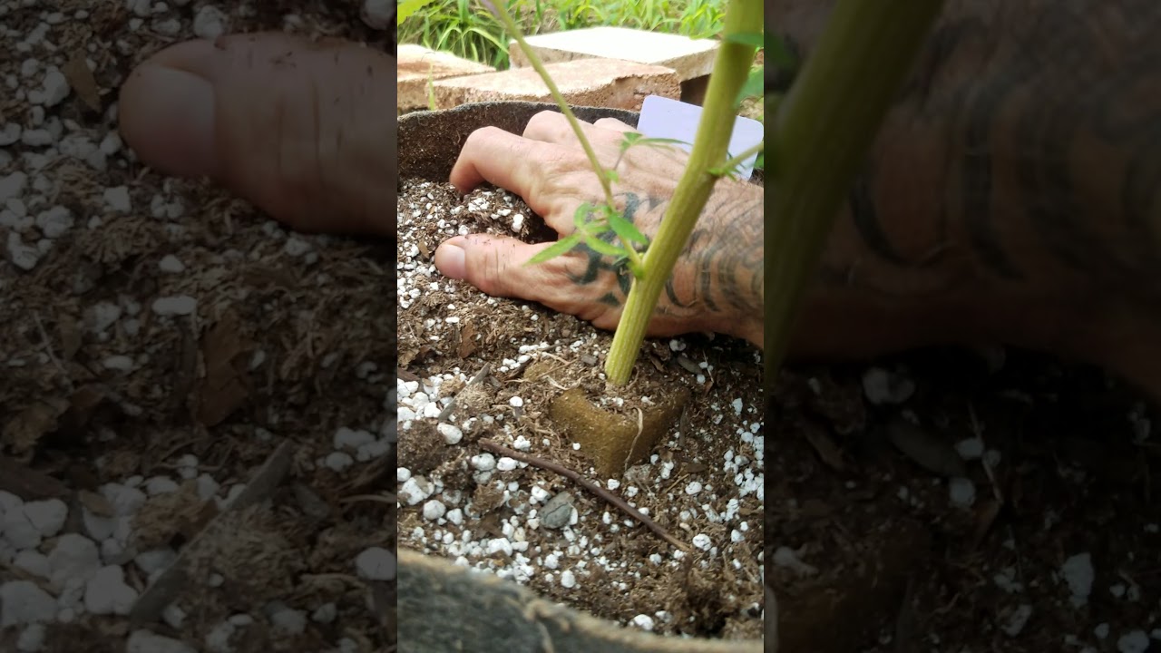 How to identify Cal /Mag deficiencies in medical Cannabis 2020 Hawaii ...