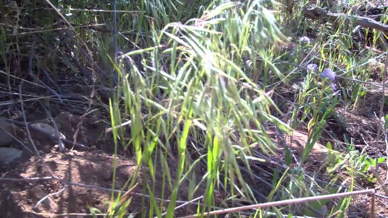 How To Protect Dogs Ears From Cheat Grass Seeds