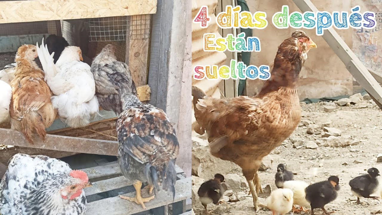 los pollitos 🐤 ya tienen dos meses 🥰♥️ \\ solté a los pollitos bebés ...
