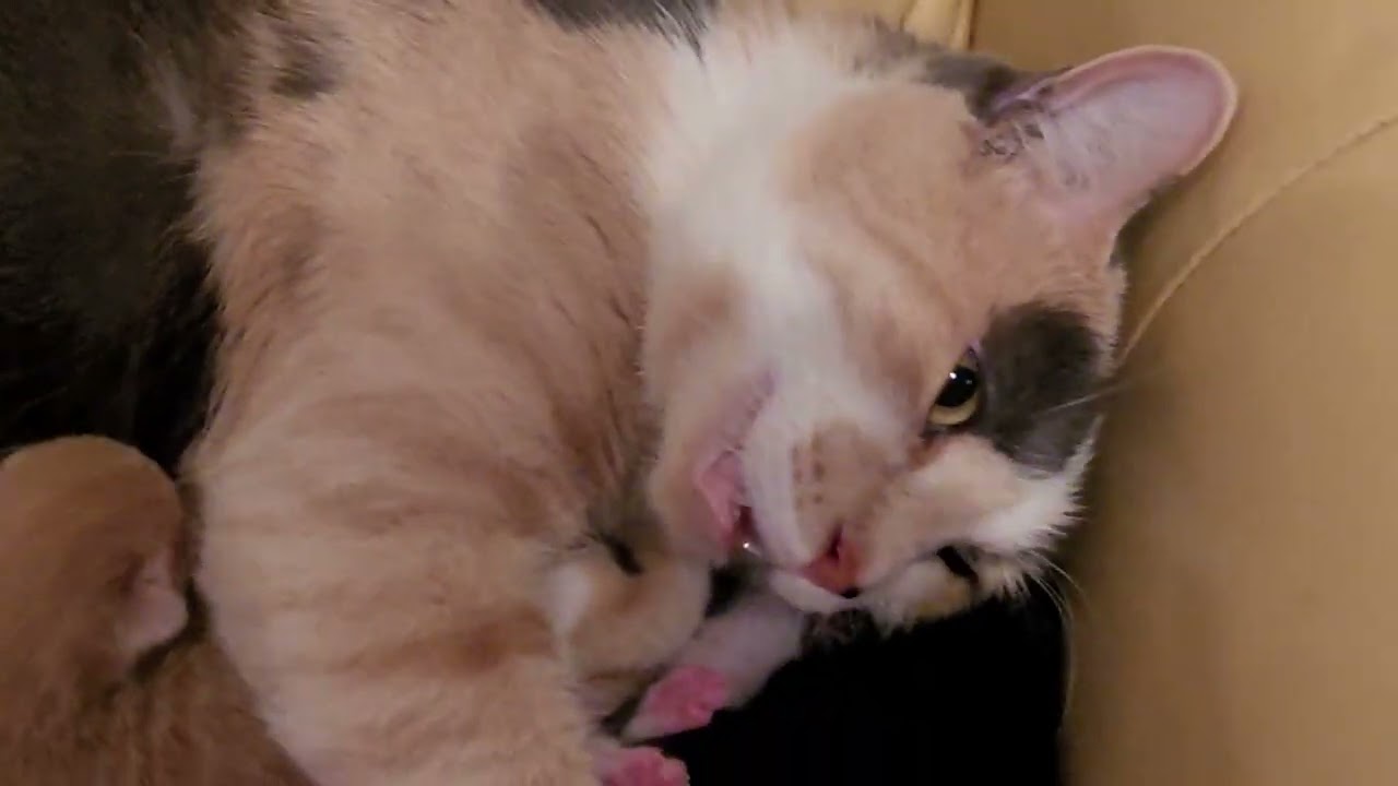 Tellement Heureuse De Ses Chatons Une Maman Chatte Affectueuse Youtube