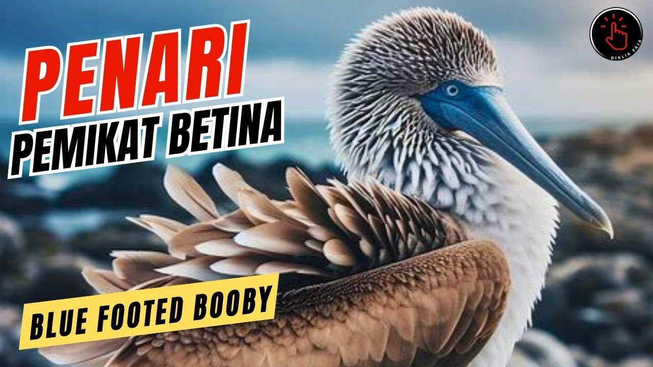 BURUNG BOOBY BERKAKI BIRU‼️ PENARI & PEMIKAT BETINA || ANGSA BATU # ...
