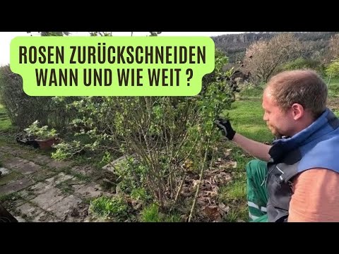 Rosen zurückschneiden wann und wie weit ? - Rosen schneiden Frühjahr