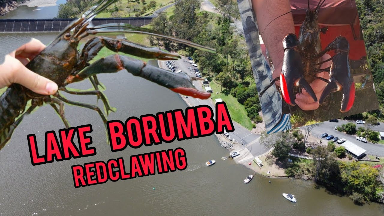 lake Borumba Redclawing - YouTube