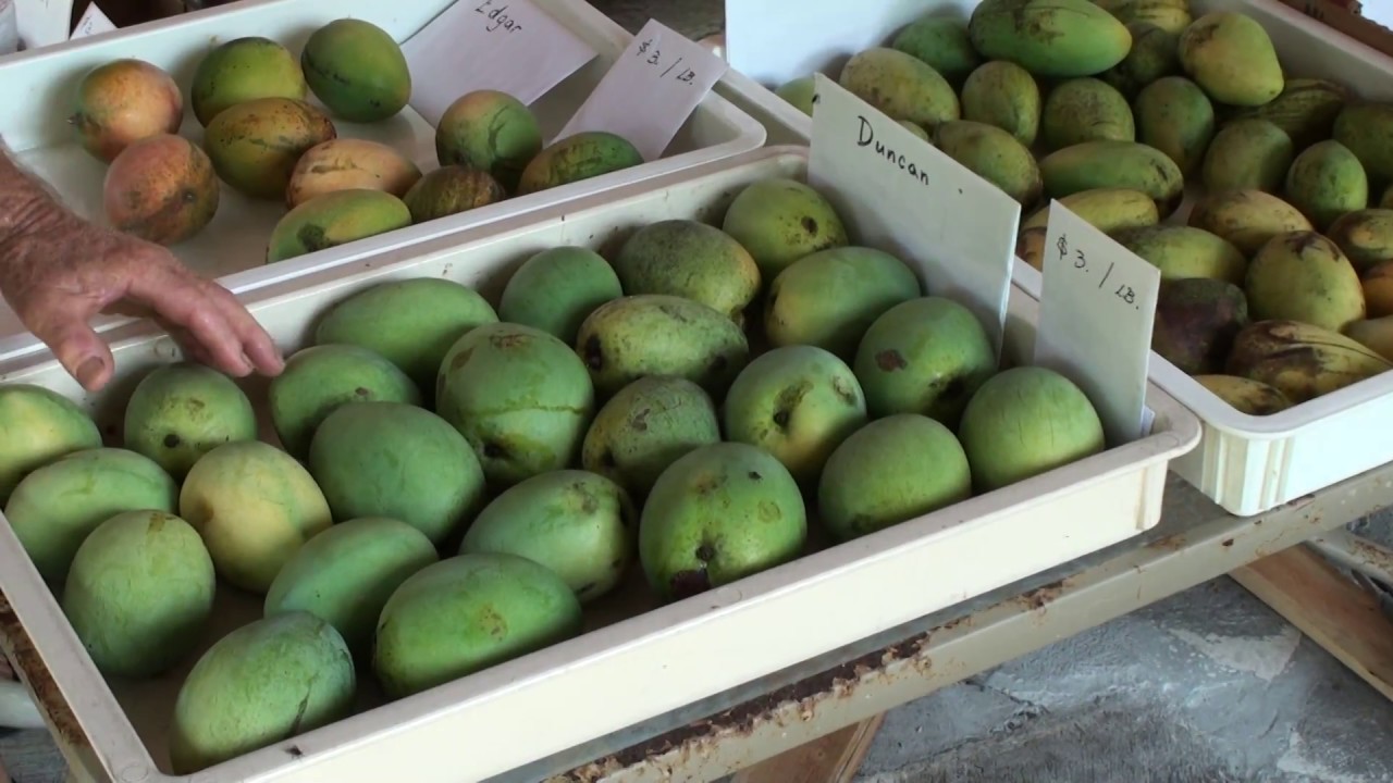 Introduction to Zill family mangoes - YouTube
