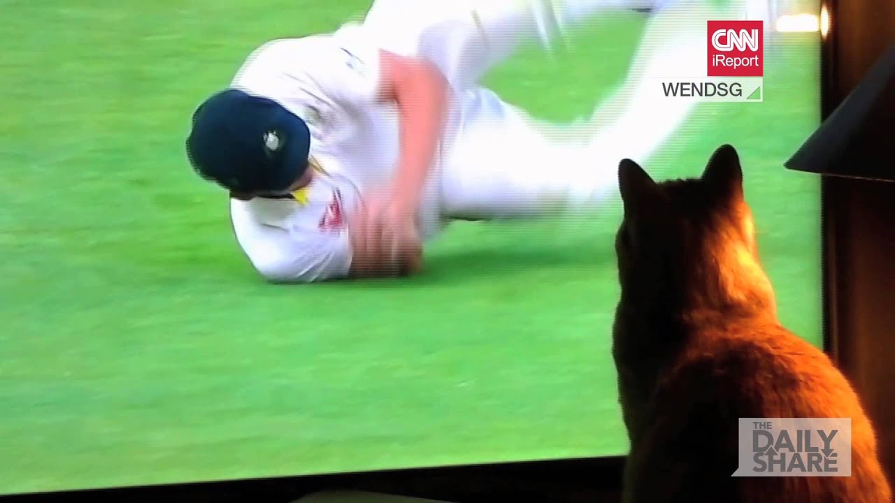 Cat tries to play cricket with athletes on TV - YouTube