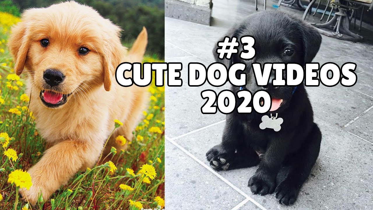 Funny Dog Videos 2020 #3 - YouTube
