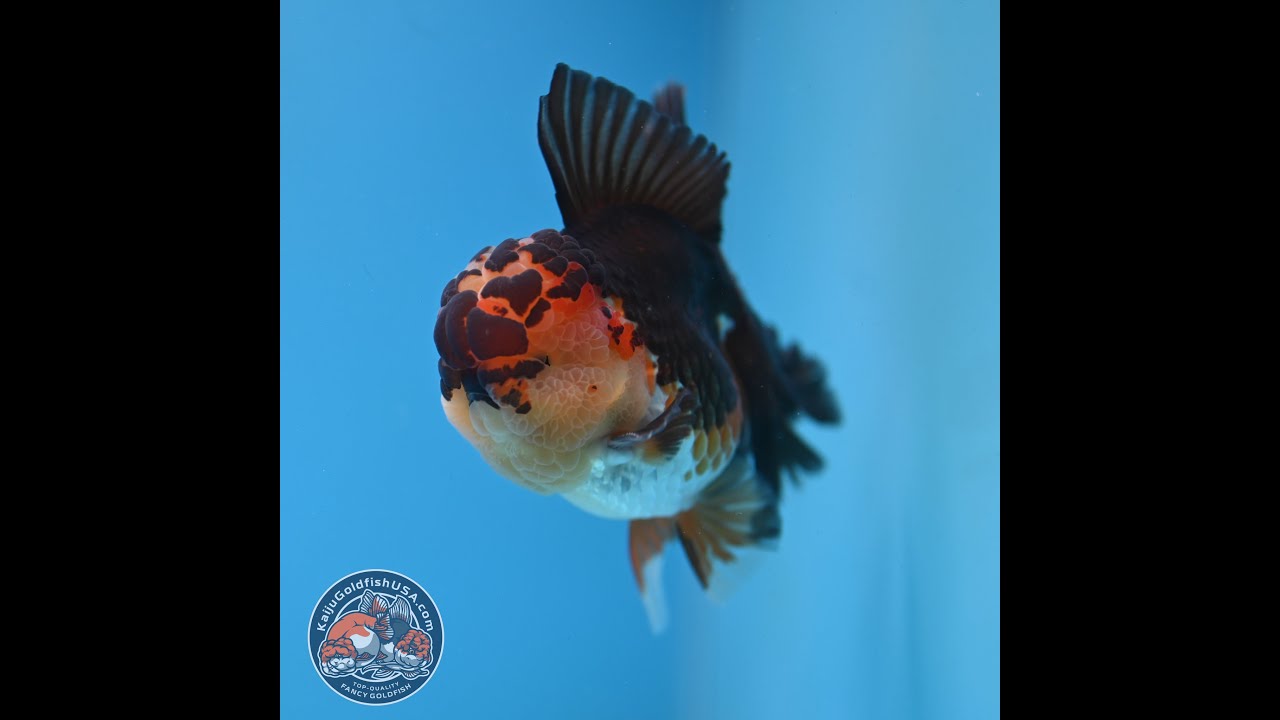 Tricolor Orchid Tail Oranda 3.5 inches Body (250509_OR07) - YouTube