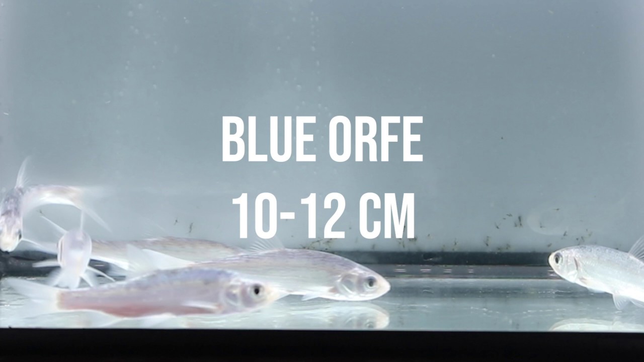 BLUE ORFE 10 12 CM - YouTube