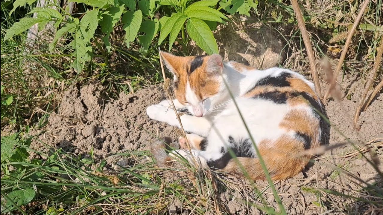 Cute snoozing cat. The cat is resting. - YouTube