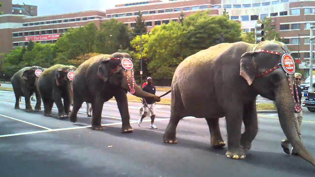 Elephant march - YouTube
