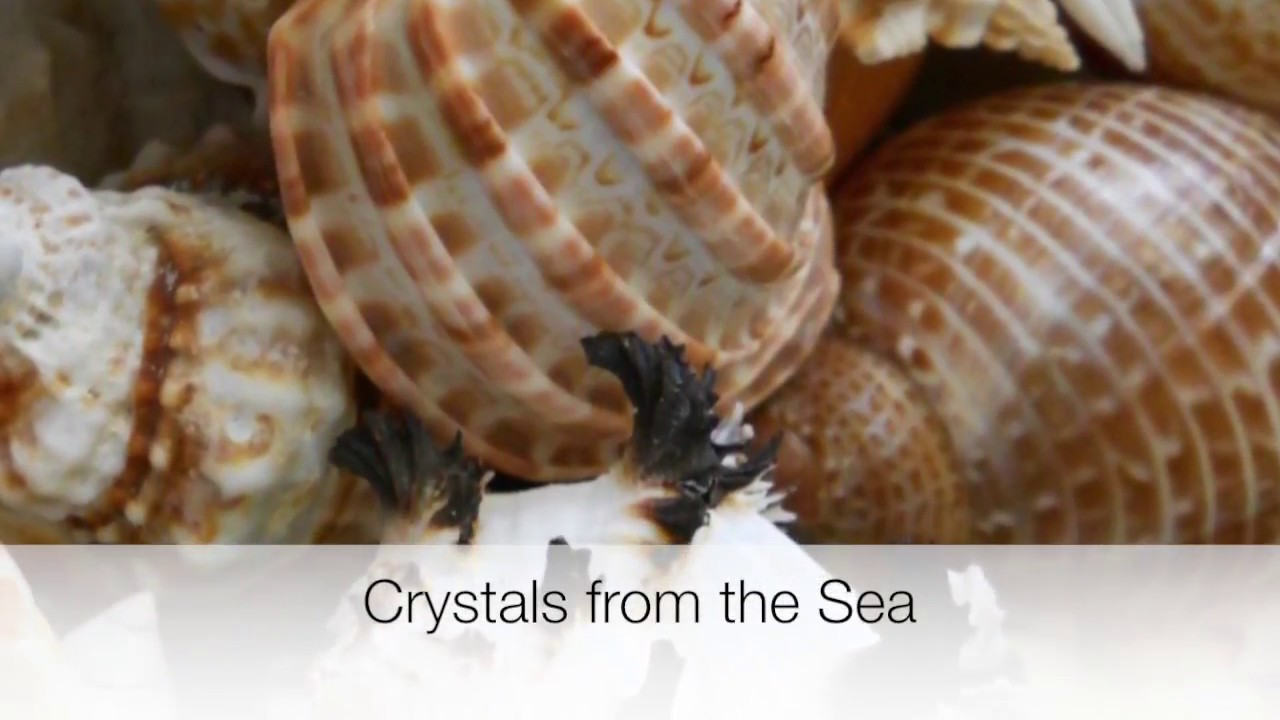 Invitation to Seashell Healing - YouTube