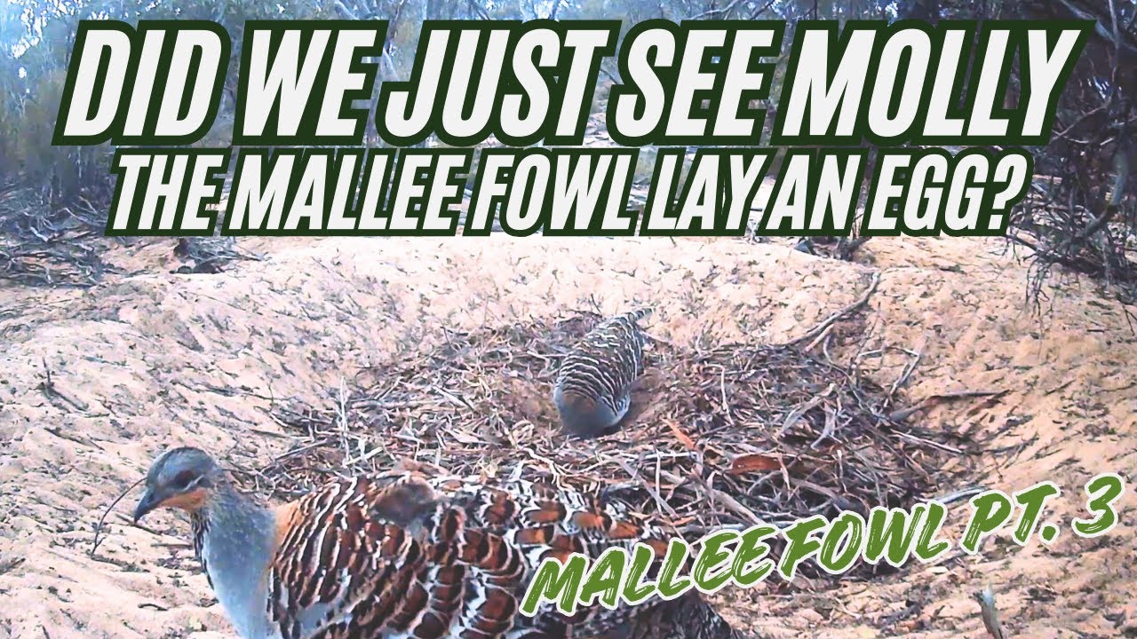 Did this ENDANGERED Mallee Fowl just lay an egg? - Mallee Fowl Part 3 ...
