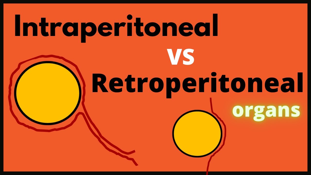 Intraperitoneal VS Retroperitoneal organs - YouTube