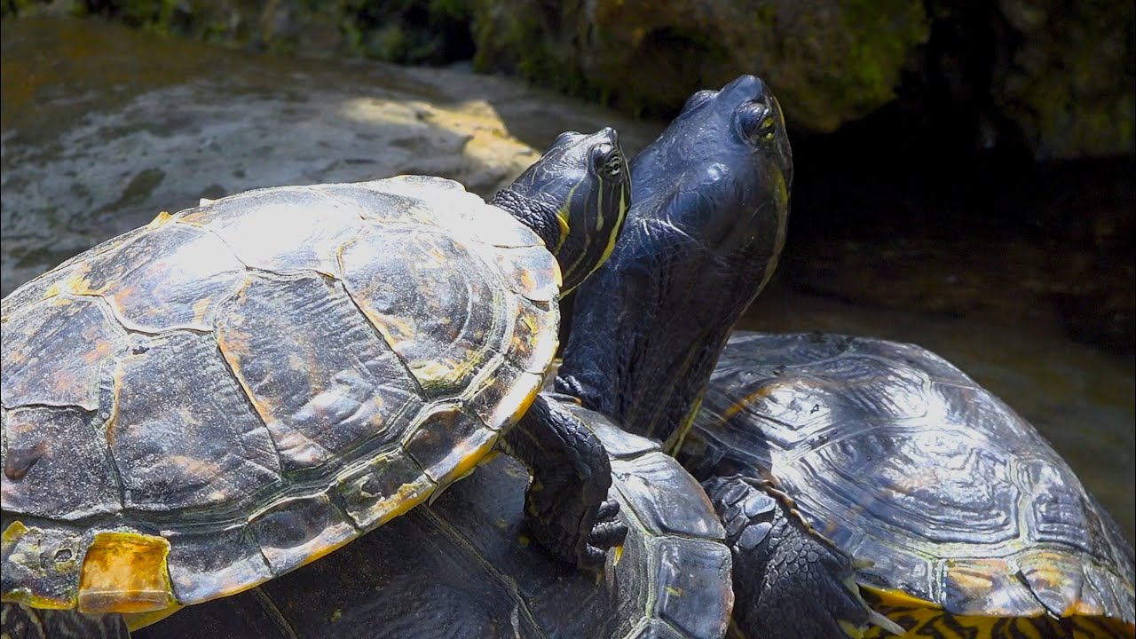 Italian invasive Turtles - Terrapins in Santa Margherita Ligure - Il ...