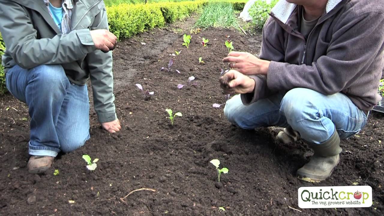 How To Grow Calabrese and Broccoli - YouTube