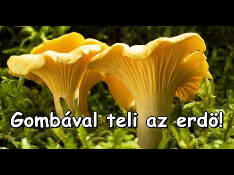 Miden felé gomba az erdőben! Rókagomba, vargánya (medvegomba) és ...