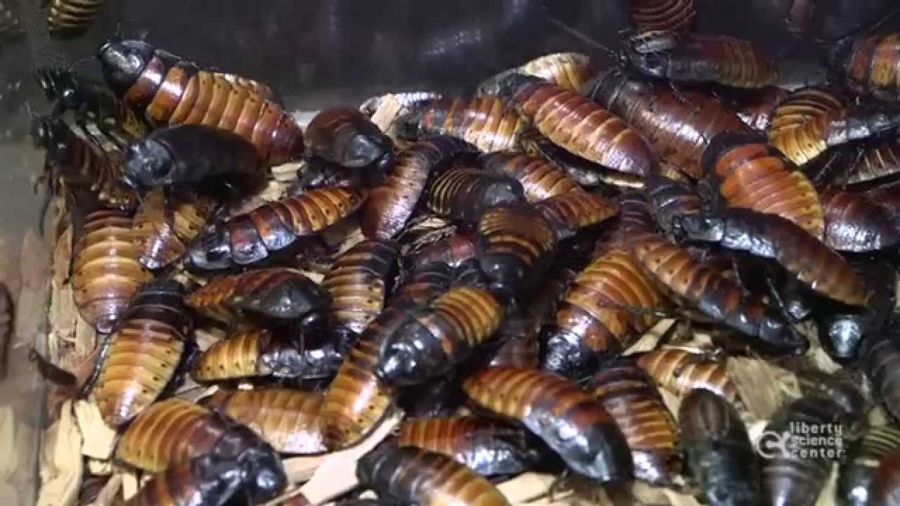 First Ever Cockroach Count at Liberty Science Center - YouTube
