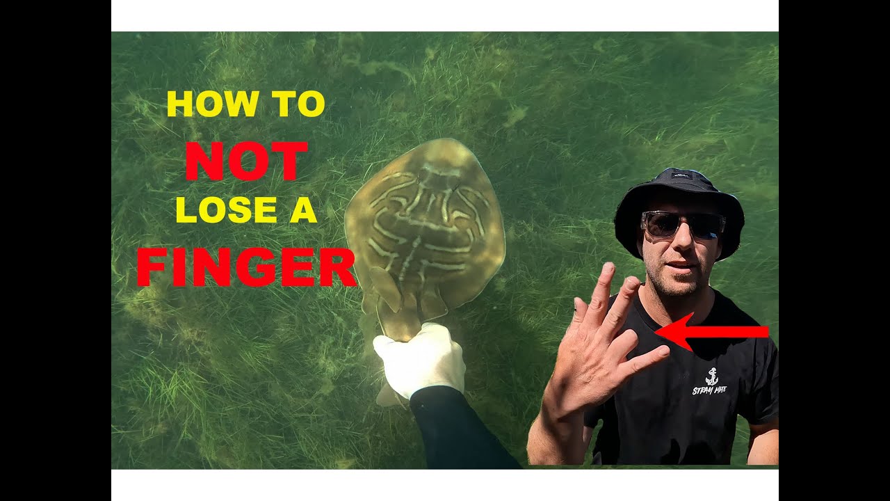 When you HAND catch a Banjo SHARK to see what it tastes like. - YouTube