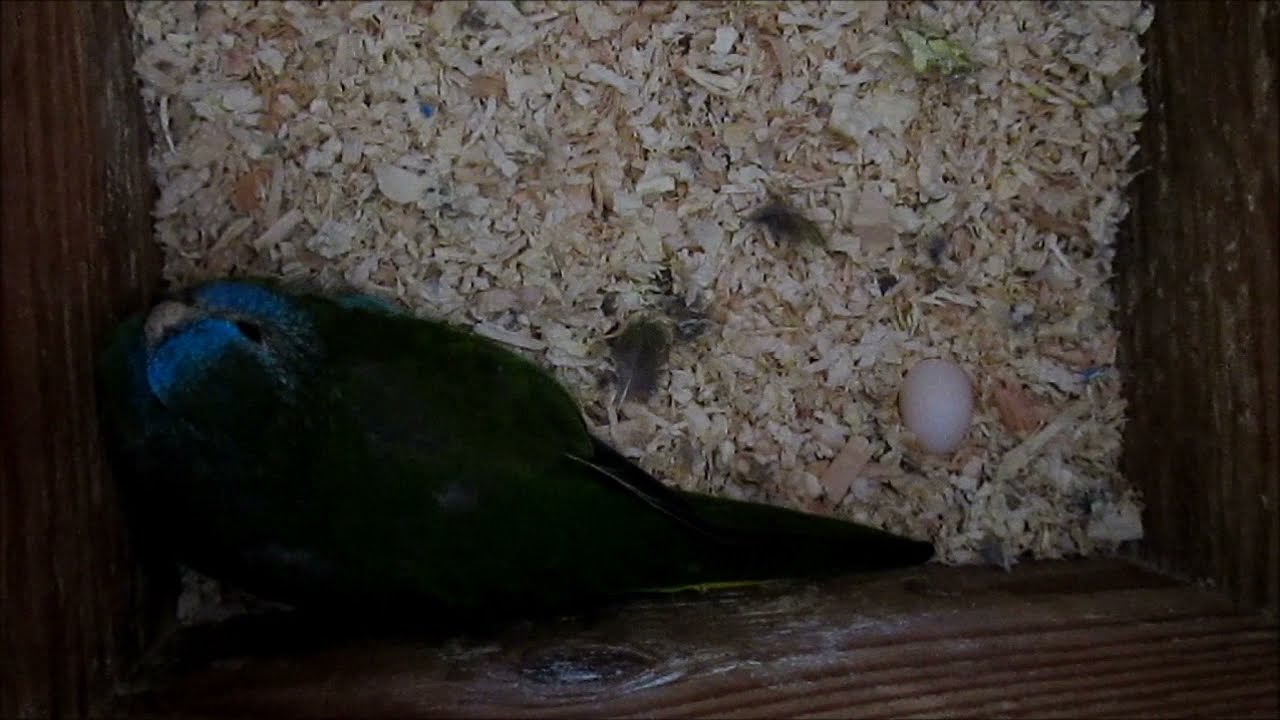 Lovely Splendid Parakeets, also called Scarlet-Chested Parakeets - YouTube