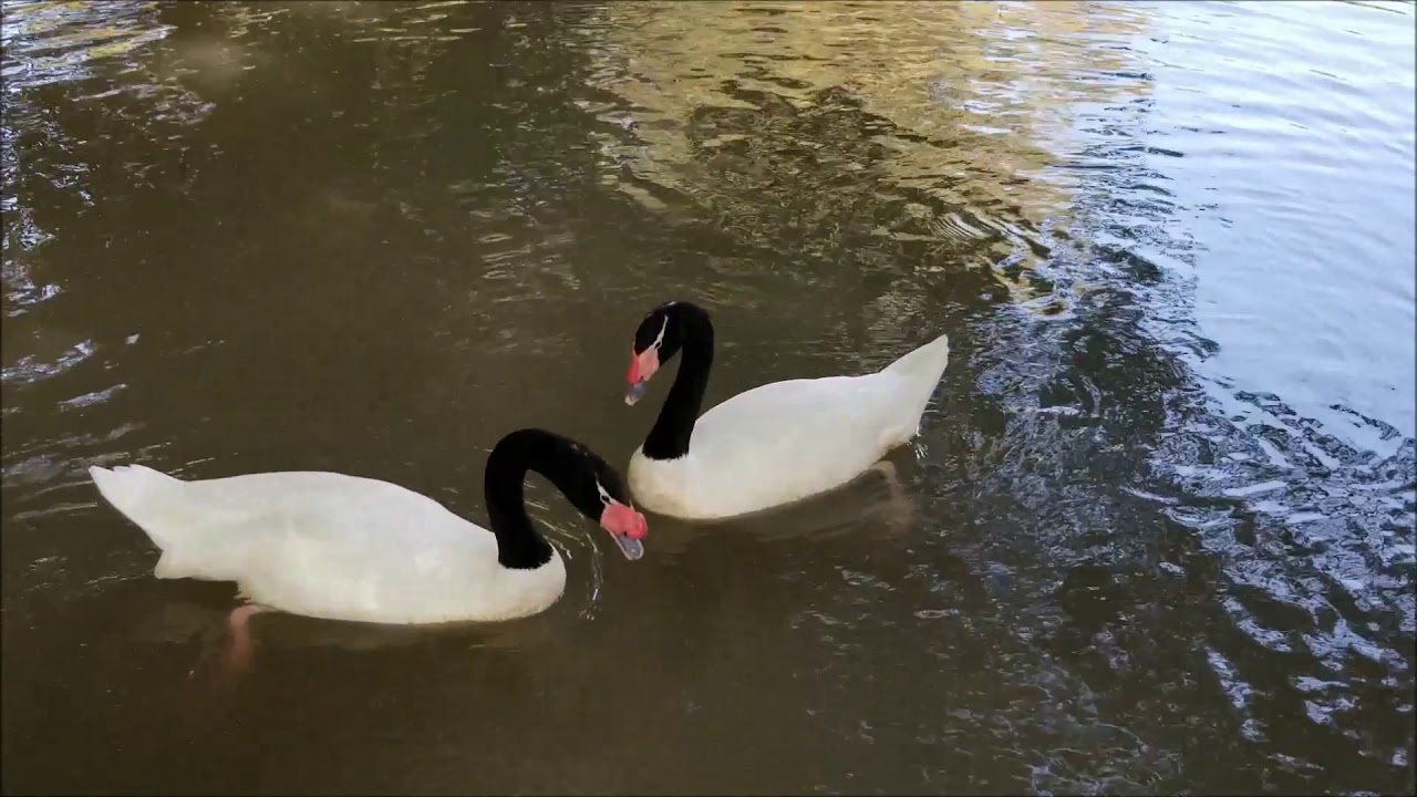 Singing Black Necked Swans - YouTube