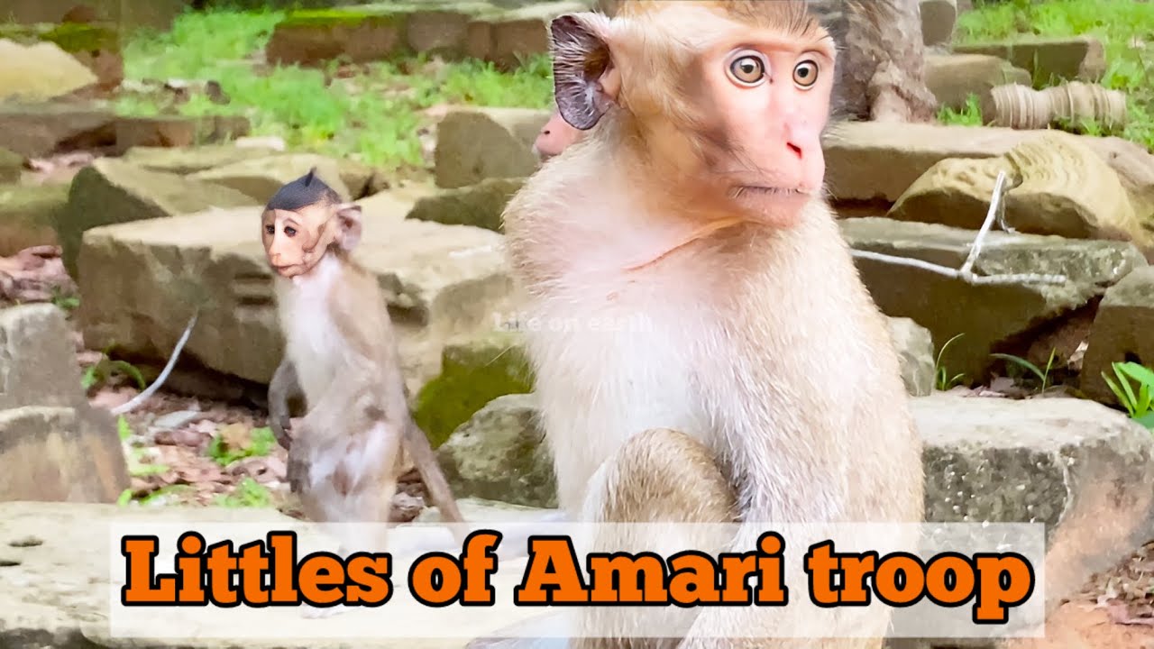 Small monkey Devi and Jorani learn how to survive in this world/ troop ...