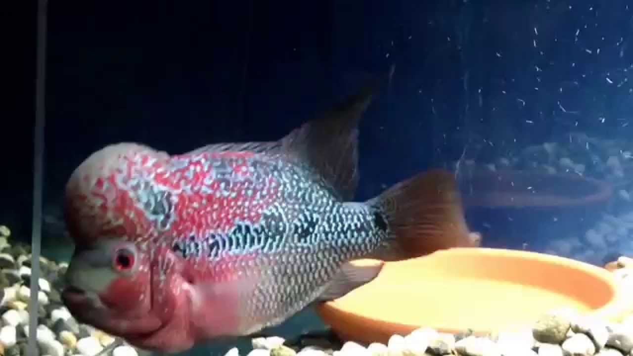 sps srd super red dragon flowerhorn 7" inch - YouTube