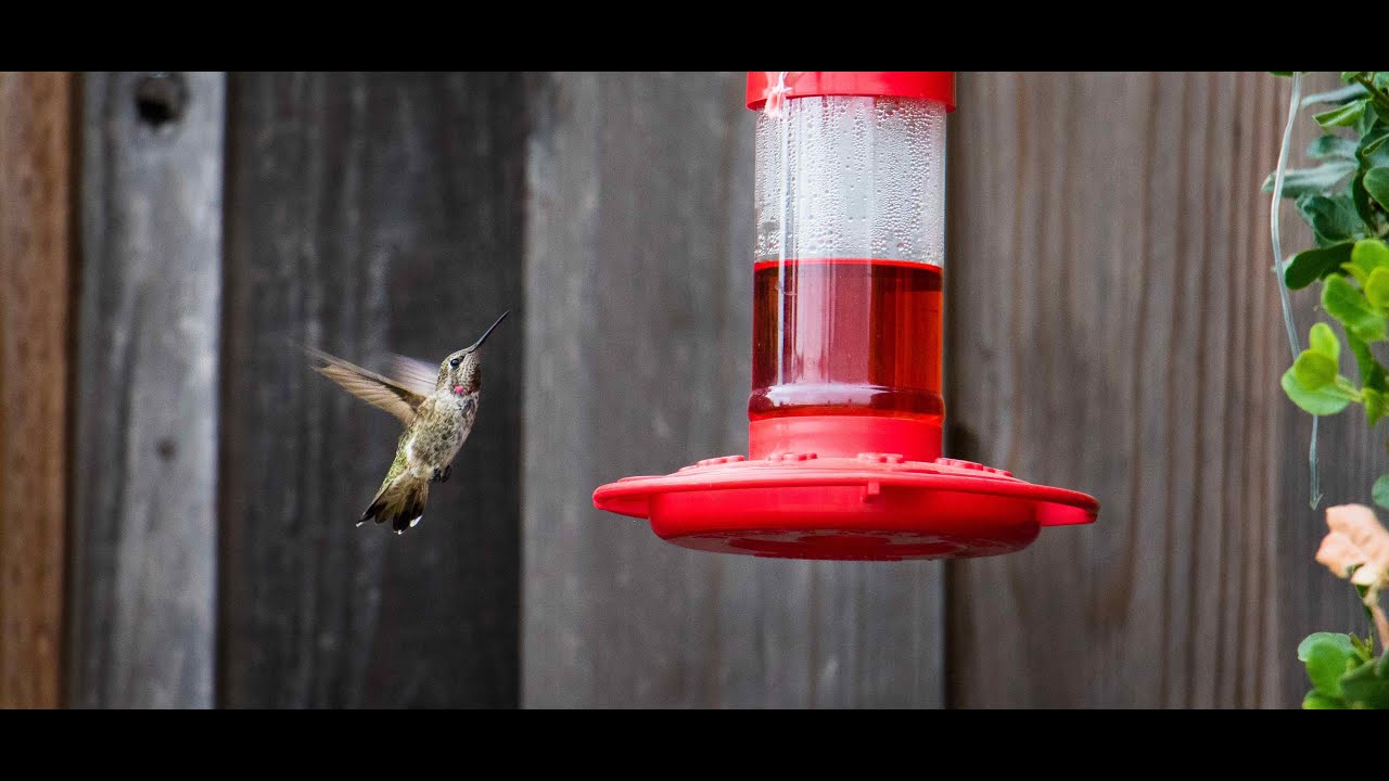 Hummingbird action in backyard | work from home - YouTube