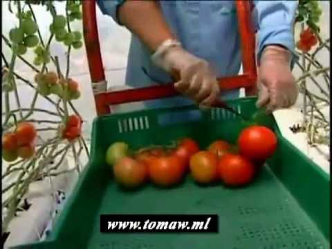 Brokuly i pomidory importer hurtownia dostawca i eksporter