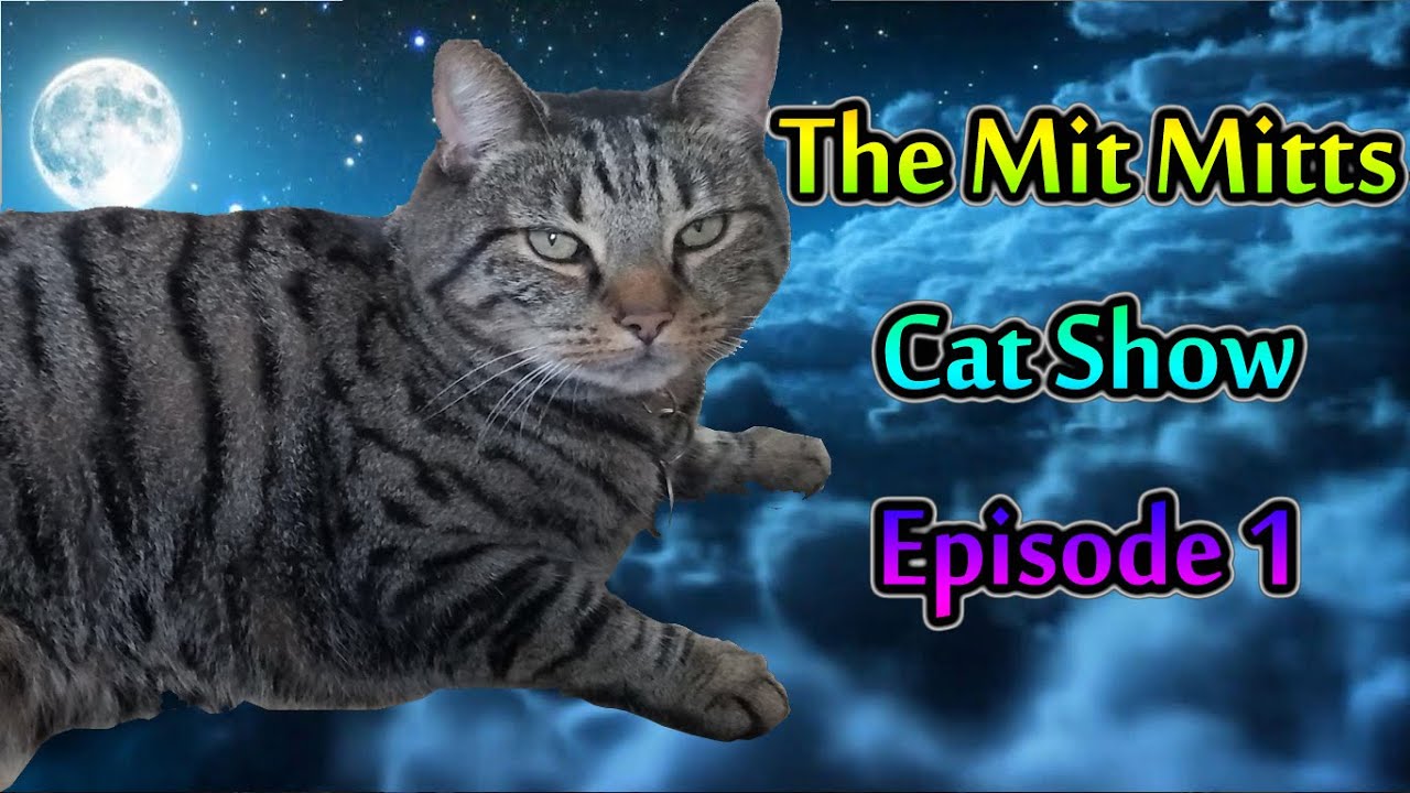 The Mit Mitts cat show episode 1 - YouTube