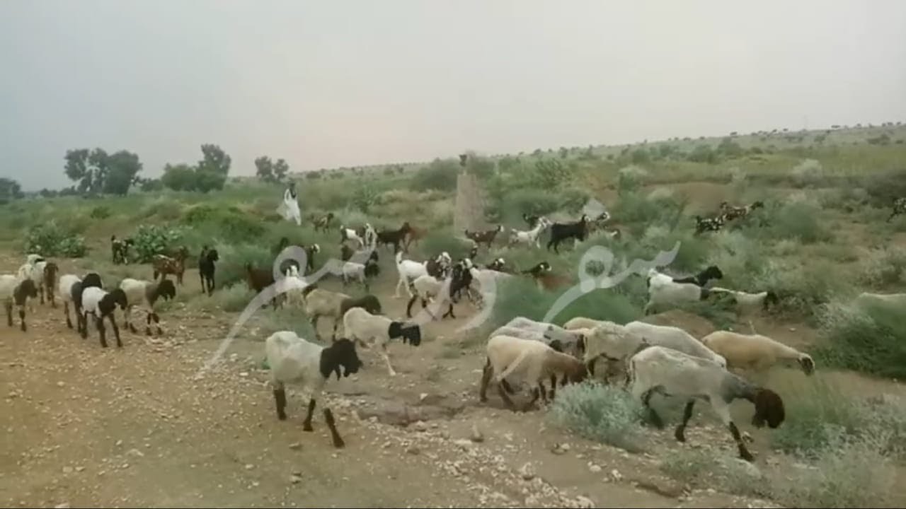 Thar , the desert , the land of different colors - YouTube